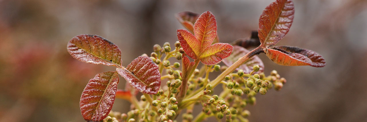 What You Need to Know About Poison Oak - POST