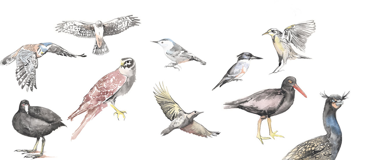 A Natural Guide to Bay Area Birds - Peninsula Open Space Trust