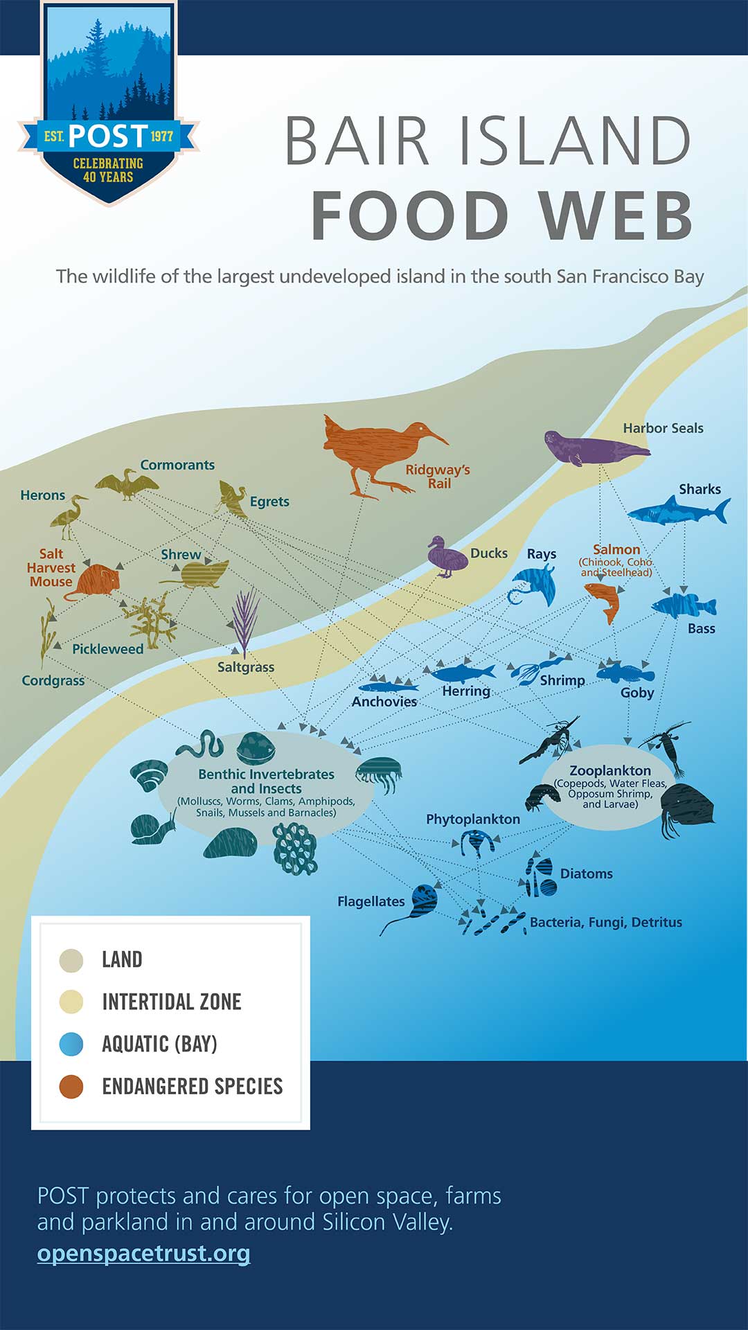 Bair-Island-Food-Web-Infographic_mobile_1080x1920_v2 - POST