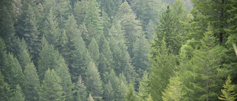 Hike to Maple Falls at The Forest of Nisene Marks State Park – POST