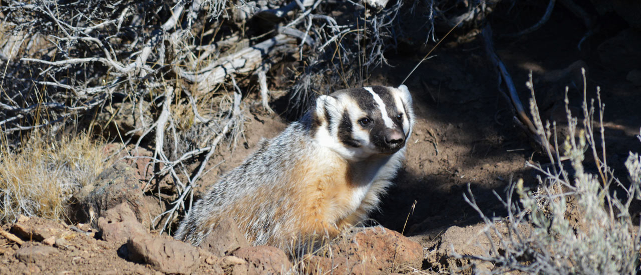 5 Things You Didn't Know About Bay Area Badgers
