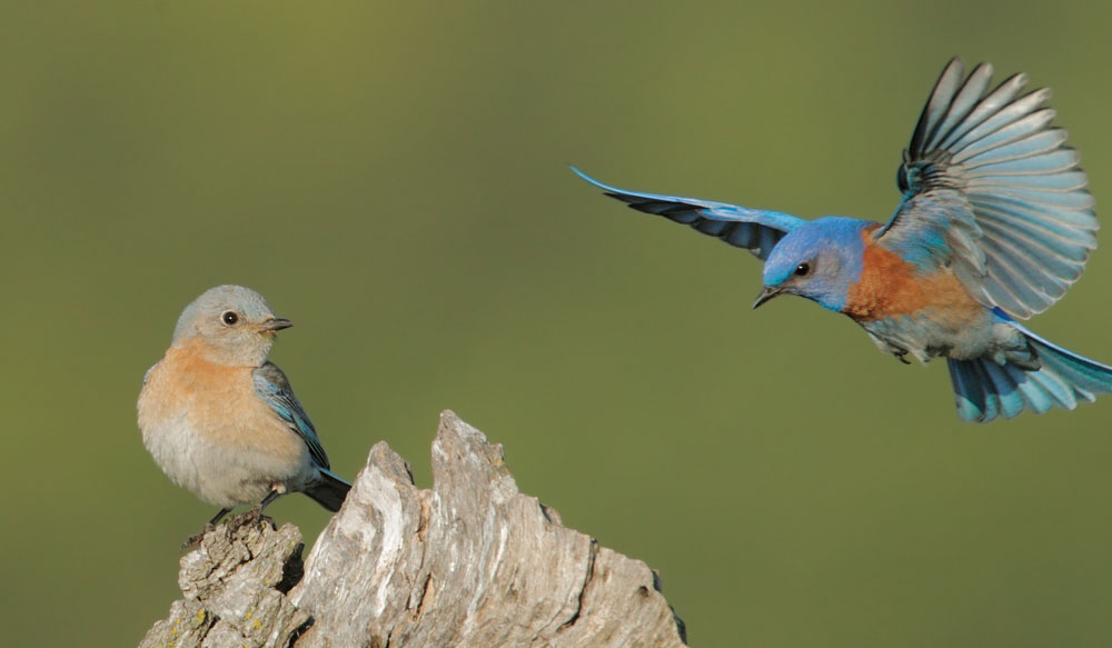 How Do You Explain this Strange Bird Behavior? - POST